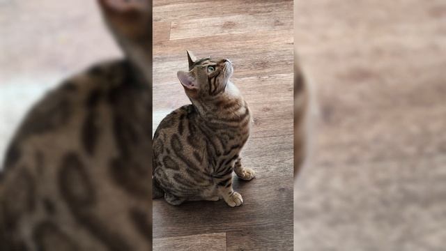 БЕНГАЛ ЛАЙФ: ПОДБОРКА #4😺