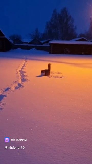 Идю сюда, Рыжик