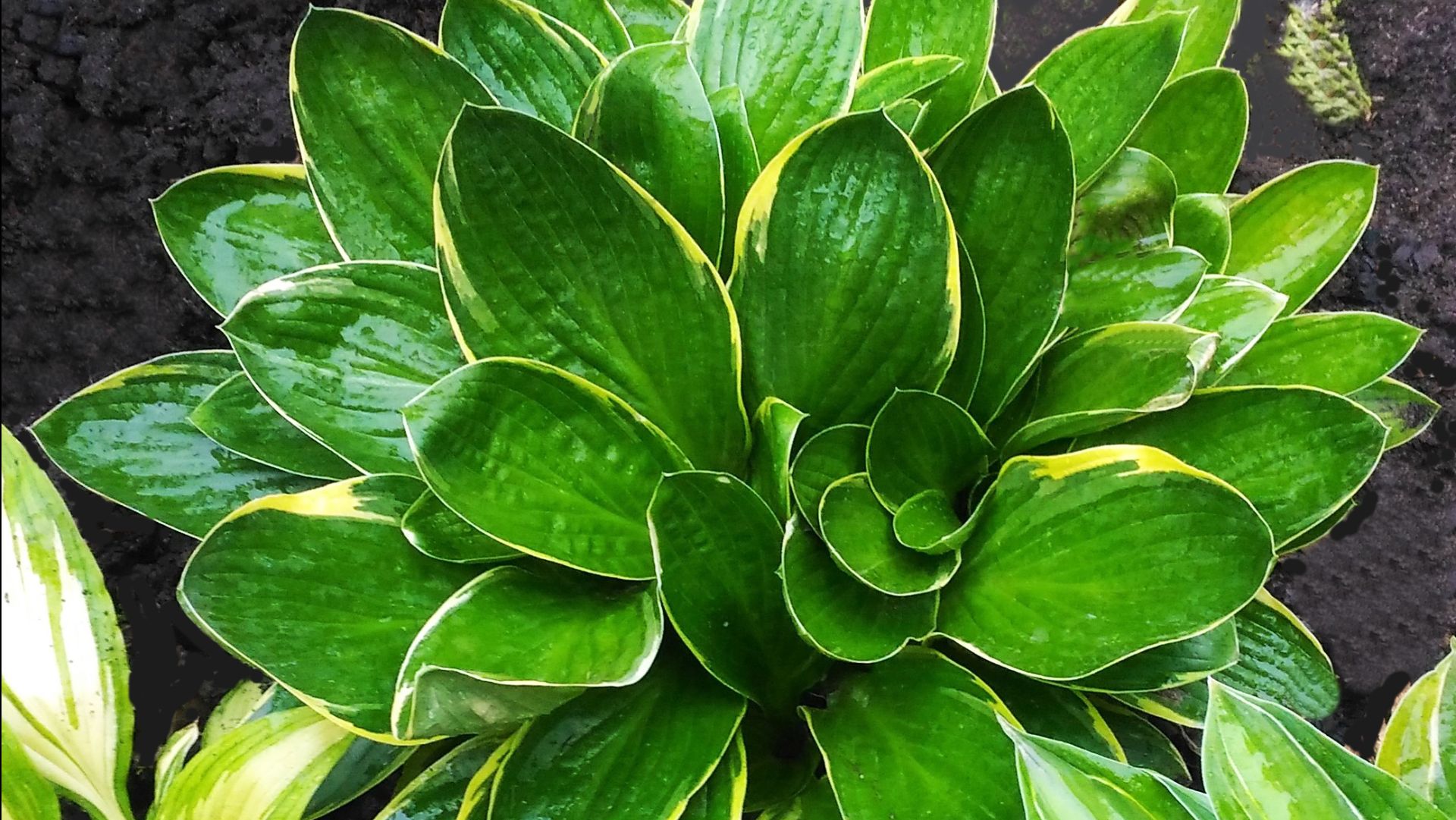 Lakeside Slick Chick — Лексайд слик чик - Приозёрный Цыплёнок  3.6.21г 18.7.24г