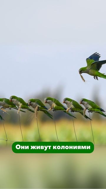 Попугаи массово вытесняют голубей