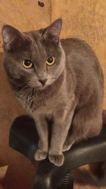 Кот Атос отдыхает на велотренажёре. #shorts #котатос #животные #милота #велоспорт