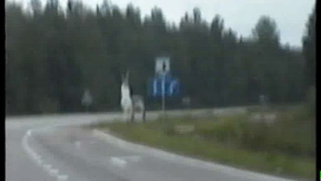 Жили были мы . Старинный лес, Тамара и подберезовики в болоте.