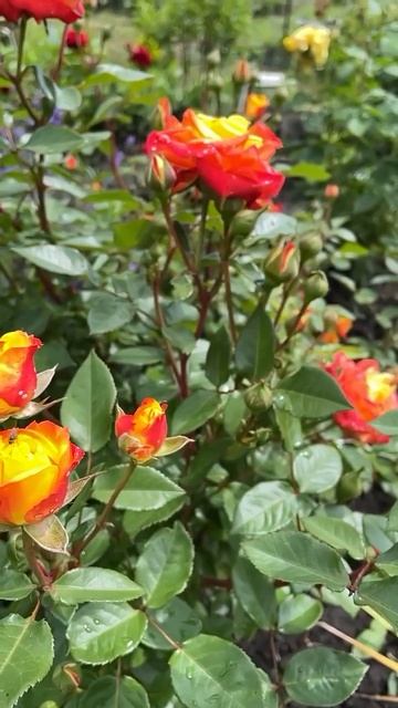 Проверенные саженцы розы флорибунда «Самба» — одной из самых ярких и неприхотливых в своём классе!