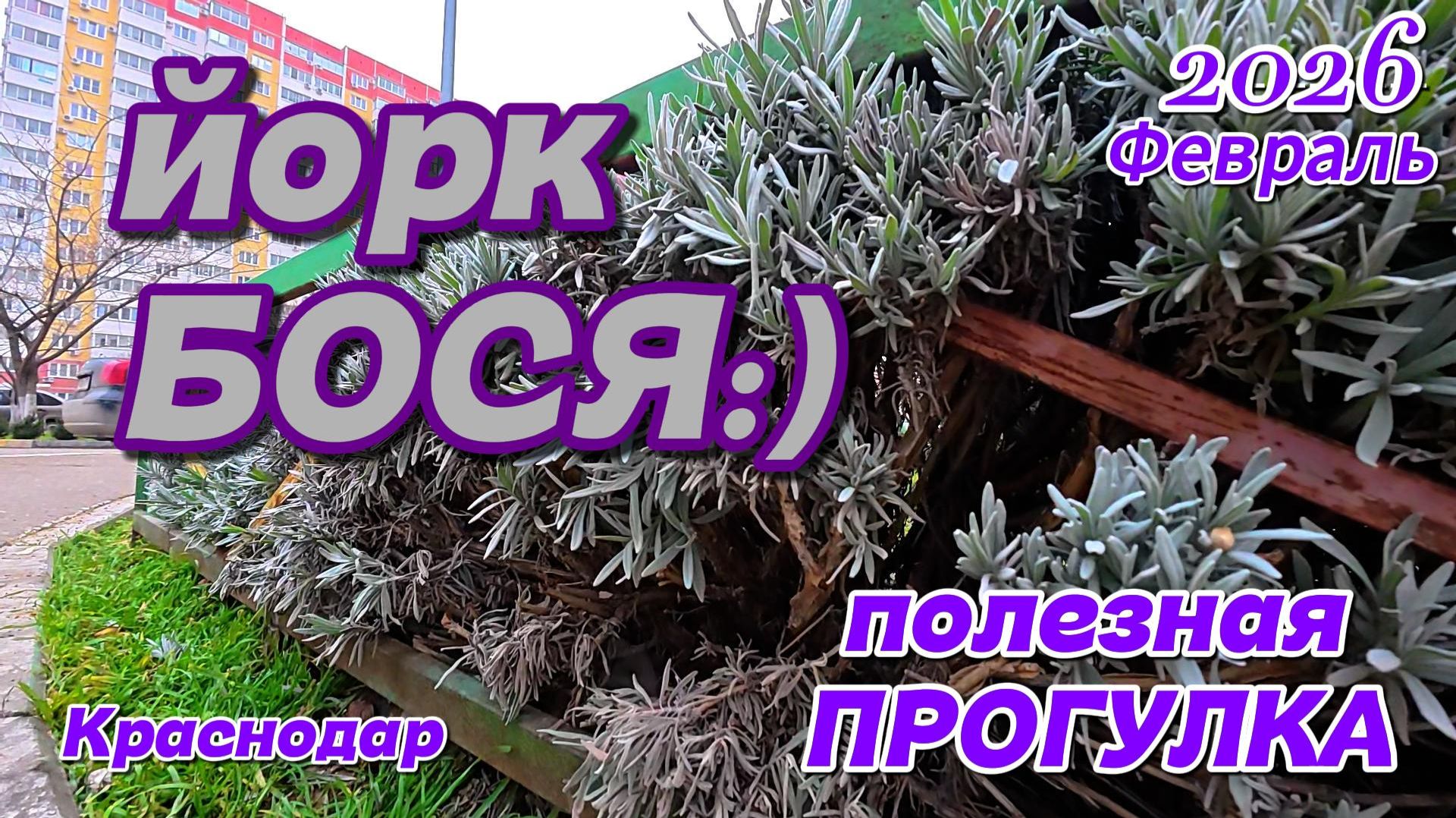 Йорк Бося,Краснодар.Полезная Прогулка 1фев 2026