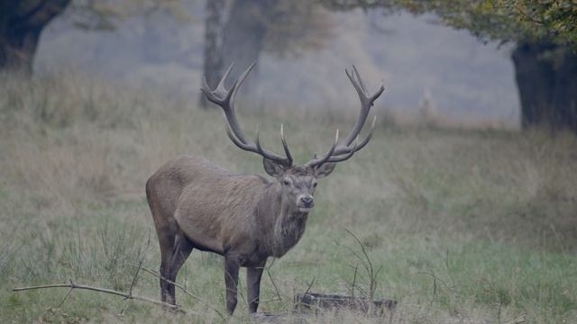 Дикая энергия: животные в Dolby Vision