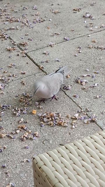 Разделили трапезу, Алушта, Крым, Славутич, рекламу делать легко