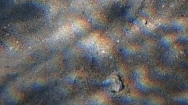 улитка Nassarius в поисках пищи ... и зарывается