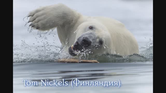 Об итогах World Nature Photography Awards 2025