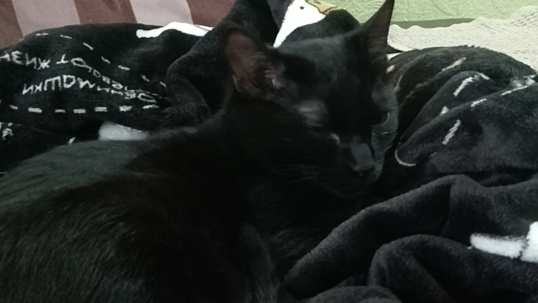 у меня появился кот! Феликс 1 часть