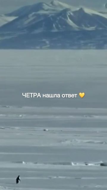 Почему и куда ушел пингвин? ЧЕТРА знает ответ
