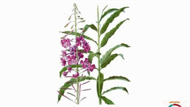 Лекарственные травы для людей  возрастом 60+.