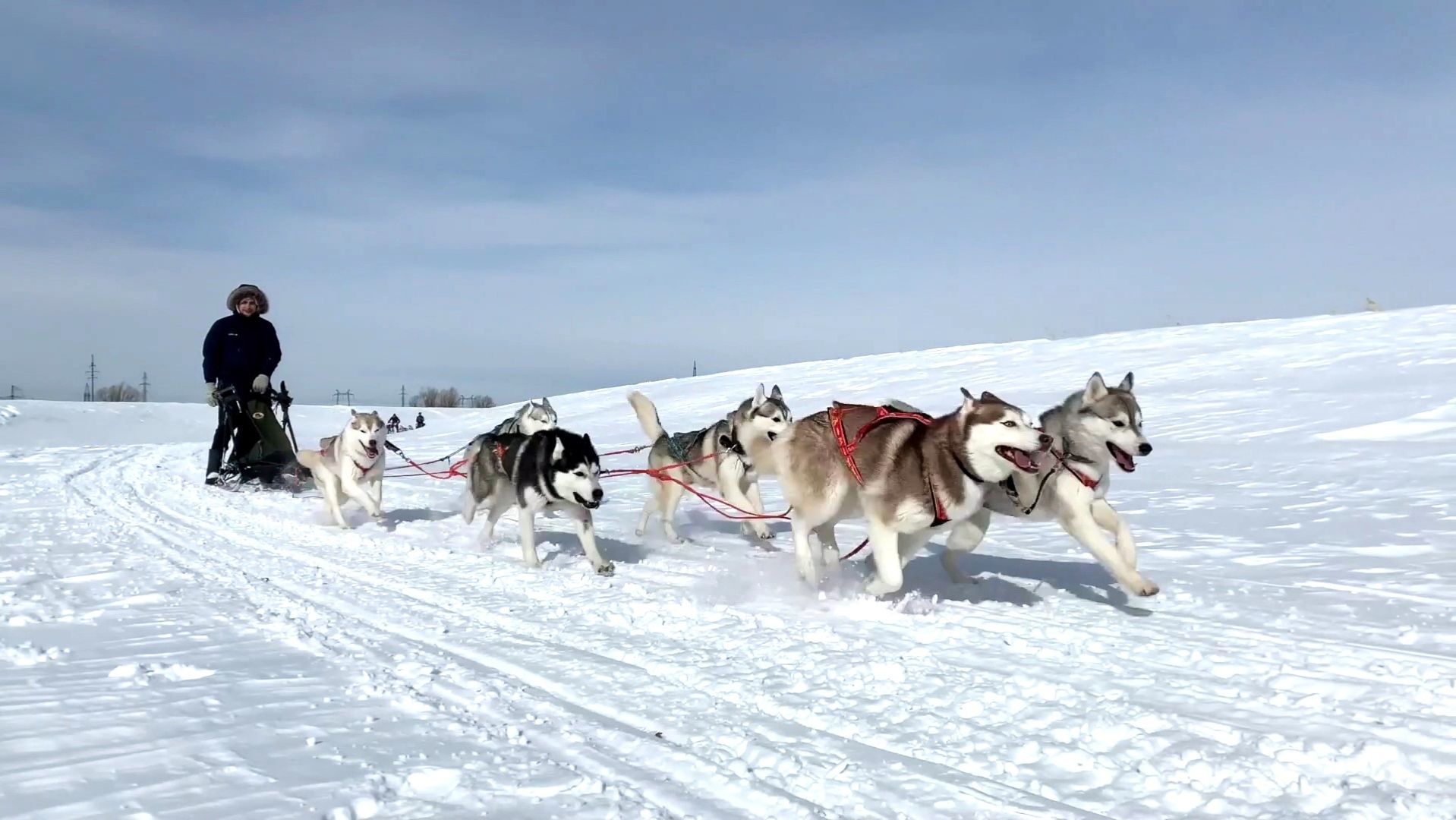 Югорских собаководов приглашают к участию в соревнованиях «Северный ветер»
