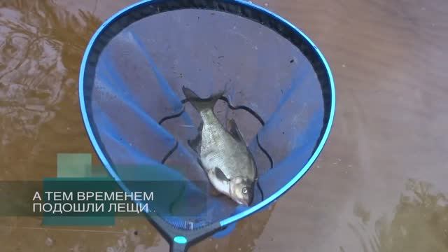 Лещи на Себле - май 2016