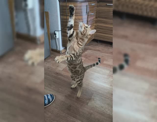 БЕНГАЛ ЛАЙФ: ЧЕРНАЯ ДЫРА😺