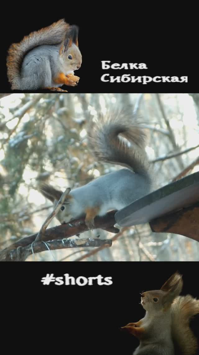 Белка пробует сало