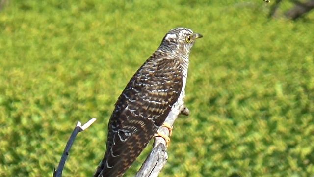 Пернатый Нострадамус