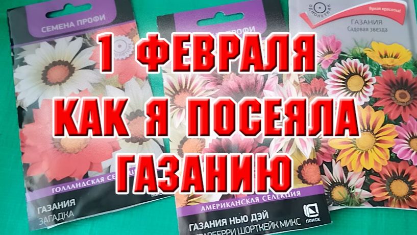 1 февраля. Посеяла газанию