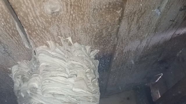 Избавление от шершней: Безопасные и эффективные методы