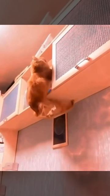 Грация кошки, ловкость картошки