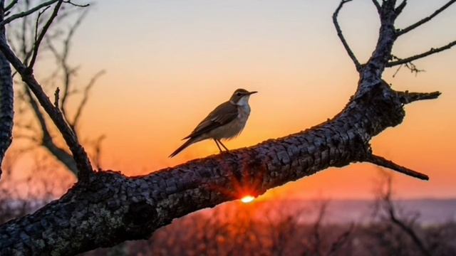 Пепел-рассвет(Метал-опера "Летопись Пепенльного Рассвета").mp4
