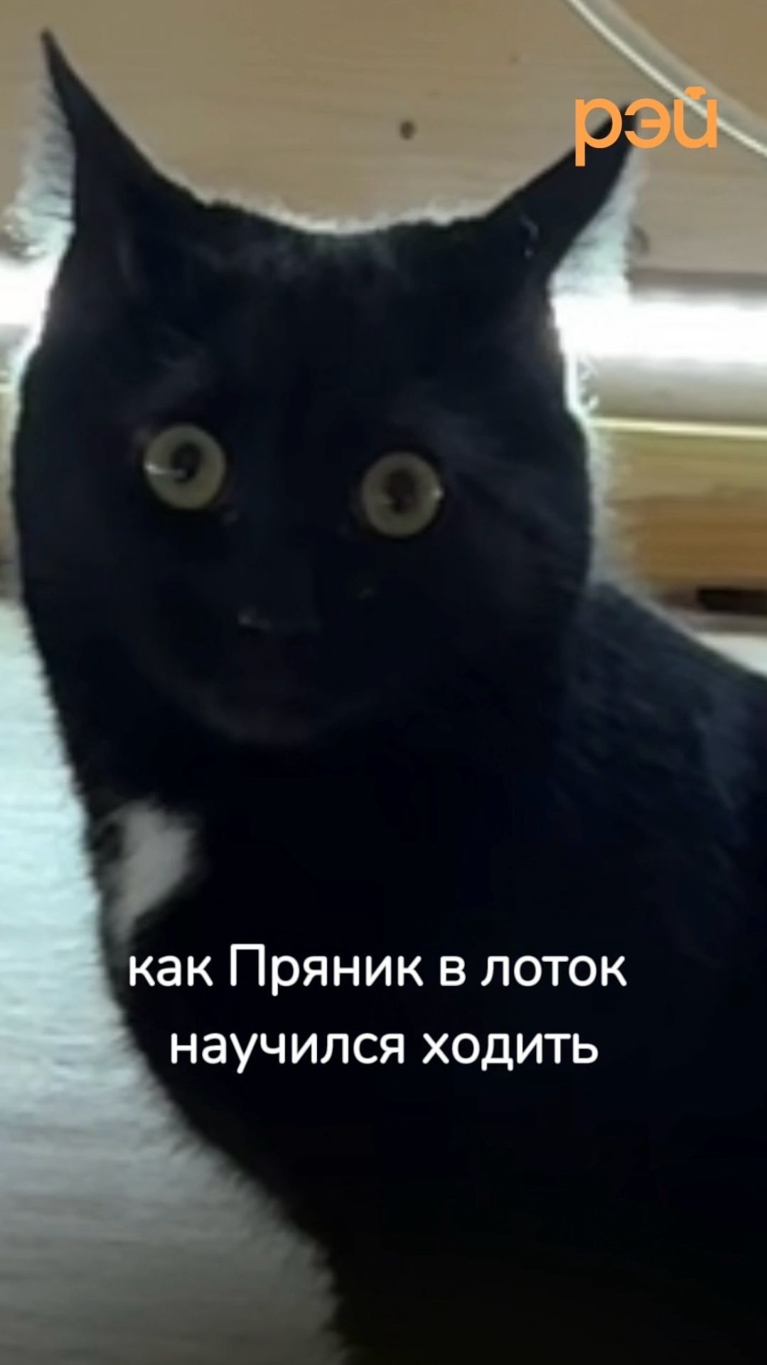 Как Пряник в лоток научился ходить?