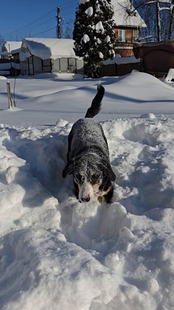 Когда снег в радость !