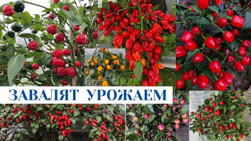 ОБЗОР КОЛЛЕКЦИОННЫЕ СВЕРХ ОСТРЫЕ ПЕРЦЫ / ПОЧЕМУ НЕ ПОЕХАЛИ В ДЕРЕВНЮ