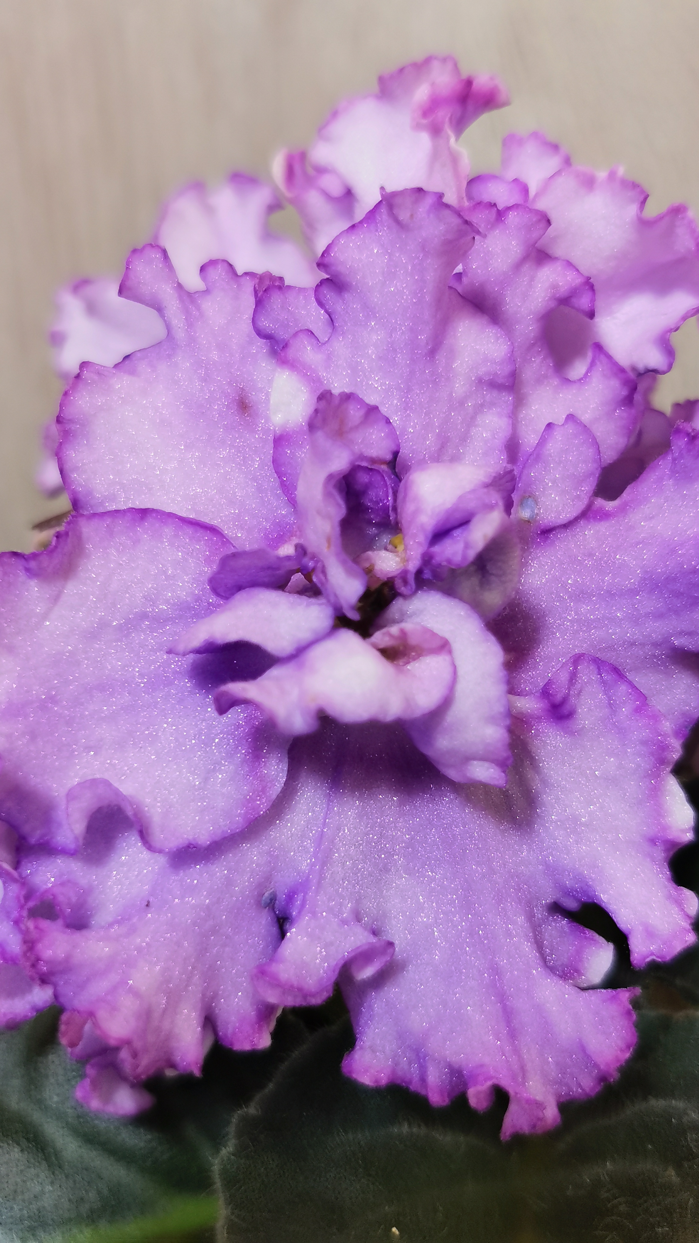 Обзор сеянцев фиалок. Цветопередача.