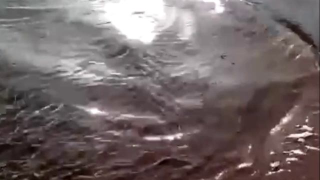 На курорте в Хургаде замечены акулы