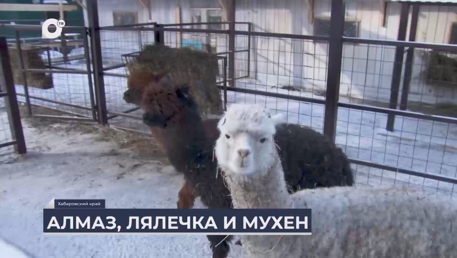 Дальний Восток на связи / Алмаз, Лялечка и Мухен