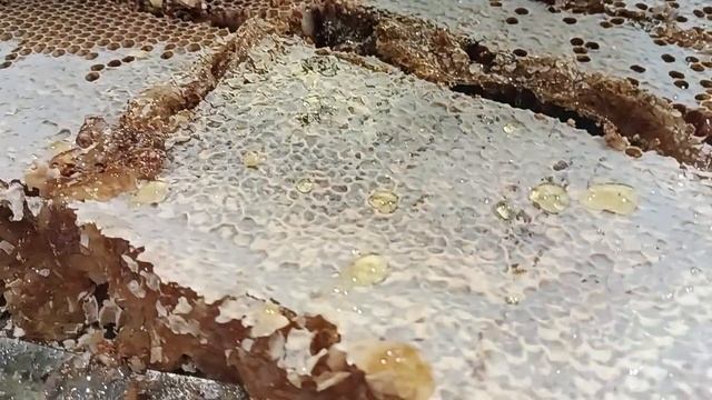 ПЕРГА И СОТОВЫЙ 🍯 🍯🍯 МЕД