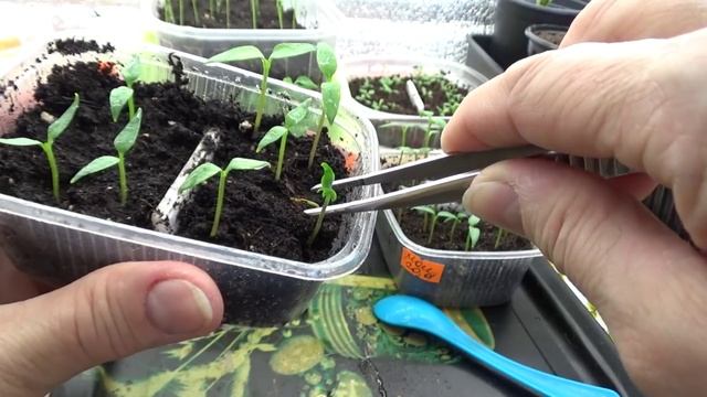 2181.  Обзор растишек. Стрижка. Полив.ВПЛ.