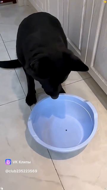 Когда посадили собаку на диету