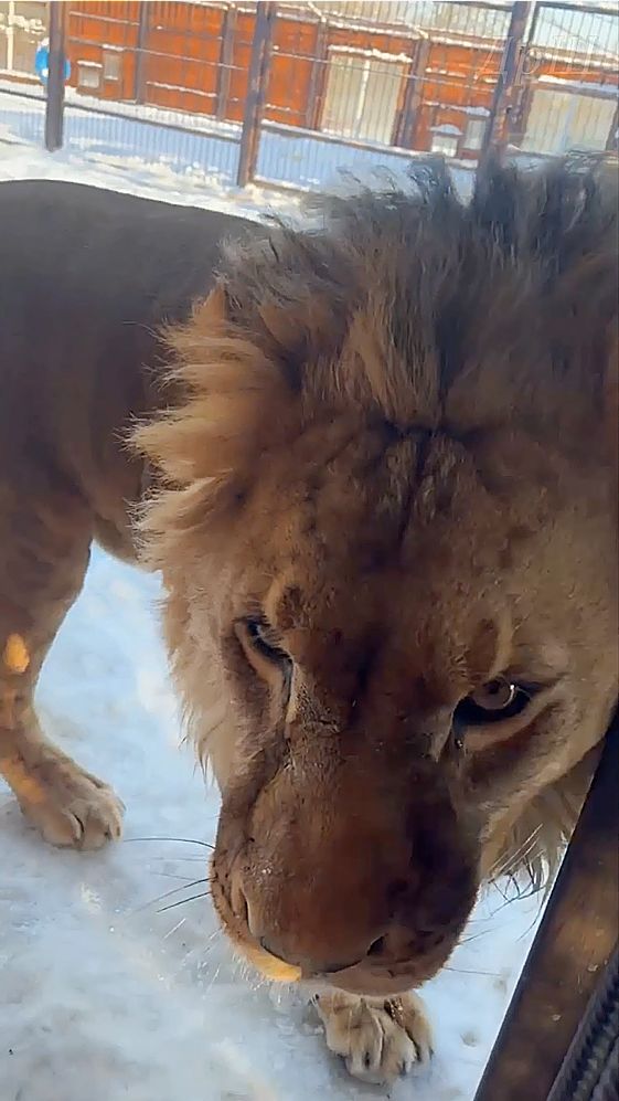 Лев ШЕРХАН. Ну где же ты, любовь моя? #шерхан_тайган #шерхан   #лев  #animals  #юмор #shortvideo