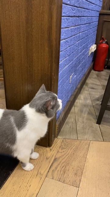 видео барс 6