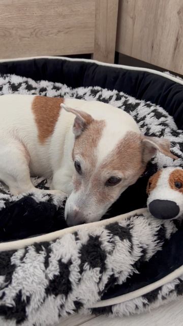 Сами идите на свою улицу ❄️ маленькая собачка не хочет опоньку морозить 😂