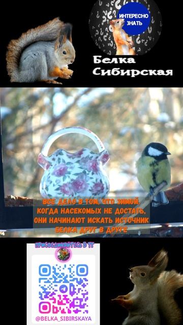 Почему синицы любят сало