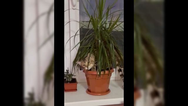 БЕНГАЛ ЛАЙФ: КРАТКО😺