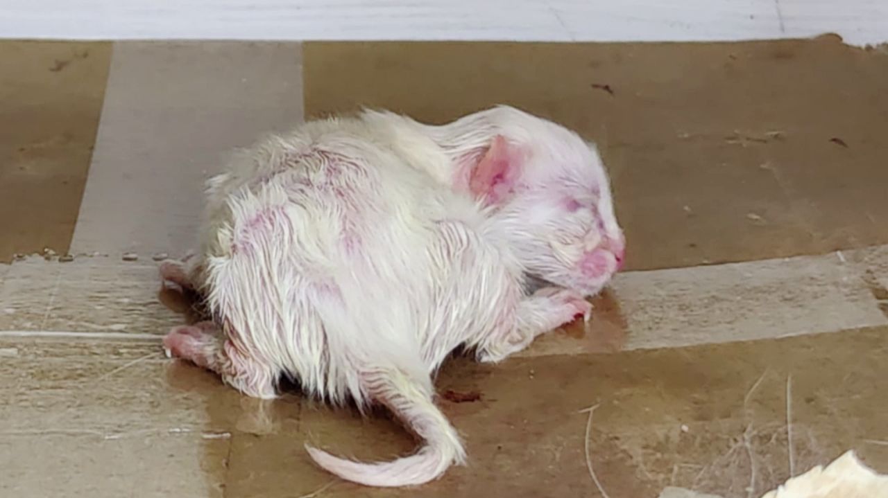 Первый день после рождения котенка Микки. Новорожденный котенок зовет свою маму-кошку..