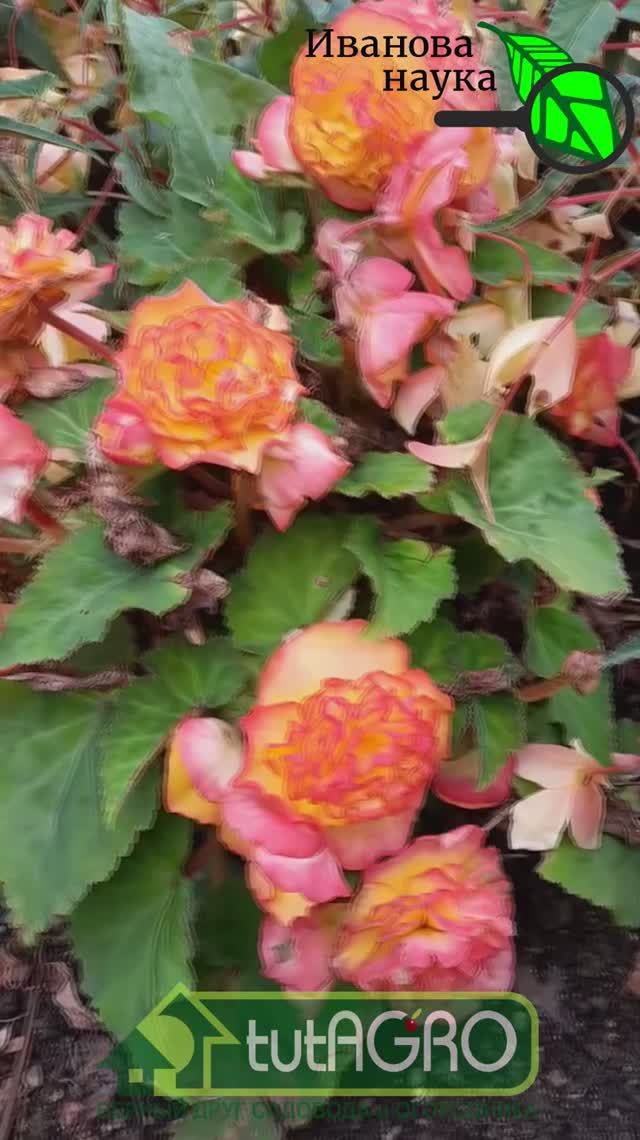 Петунию и бегонию больше не покупаю! Не тратьте деньги! Просто делайте как я. Море петуний из ничего