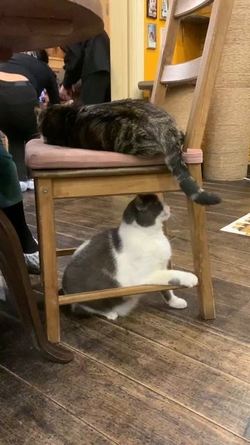 видео барс 5