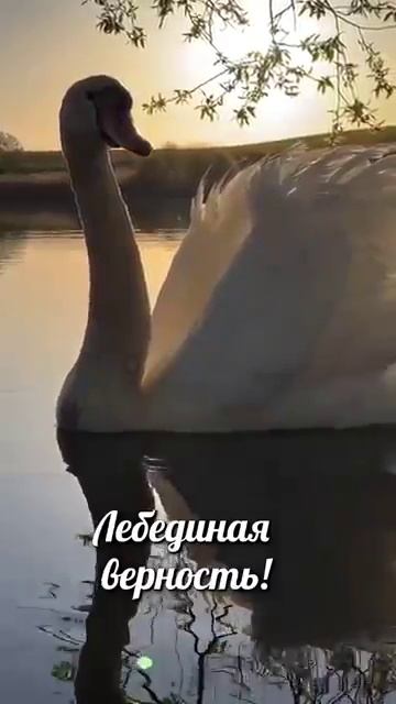 Лебединая верность! Песня Елены Карпук