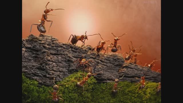 Знакомство с творчеством Андрей Павлов Муравьиные истории