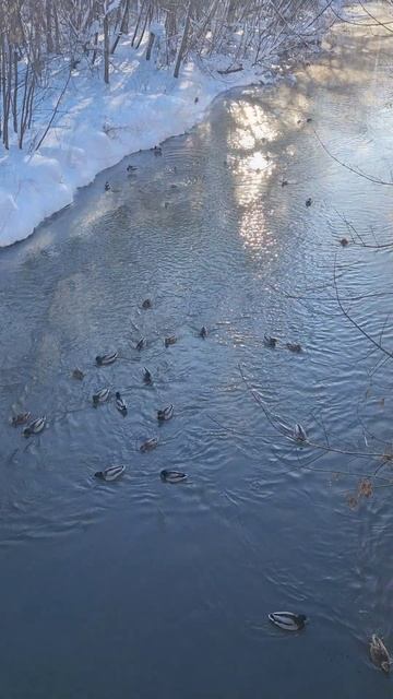 Утки на Яузе, мороз -17, 30-01-2026 часть 1