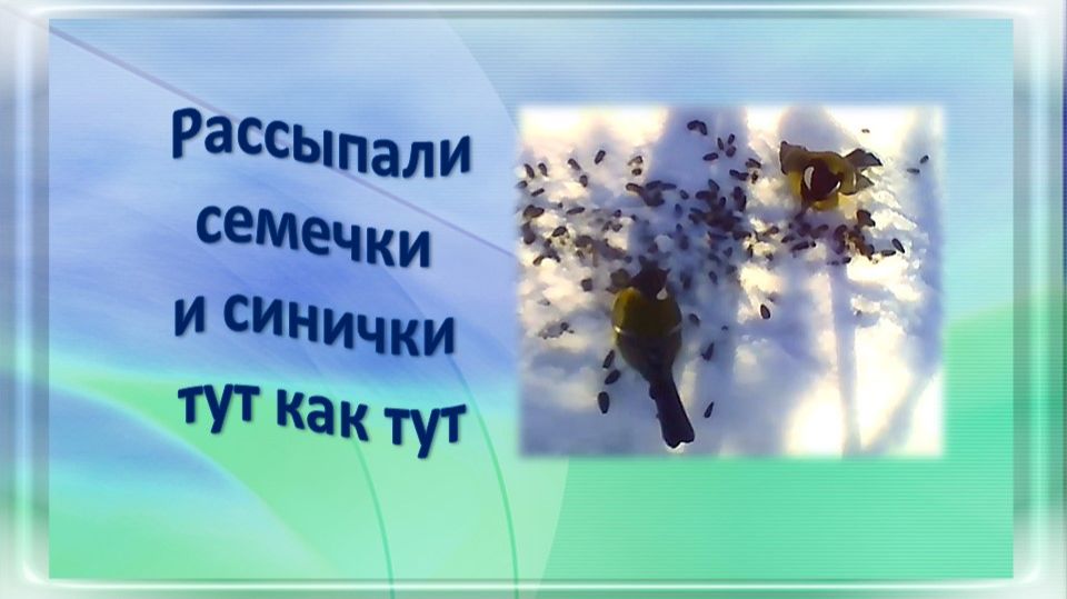 Рассыпали семечки и синички тут как тут