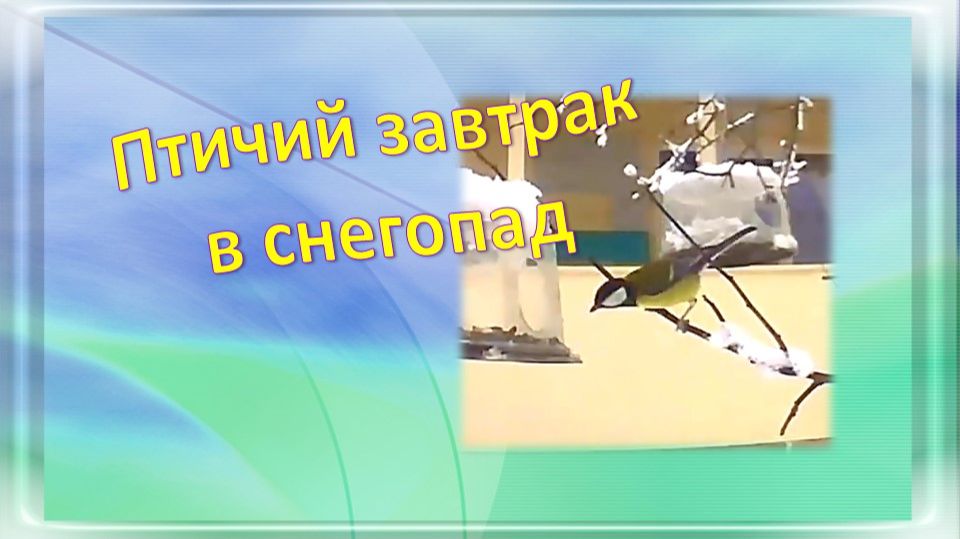 Птичий завтрак в снегопад