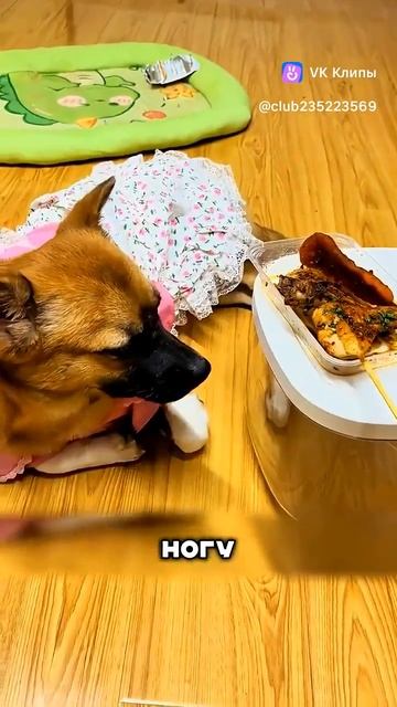 Умная собака