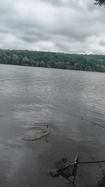 На амура самое то