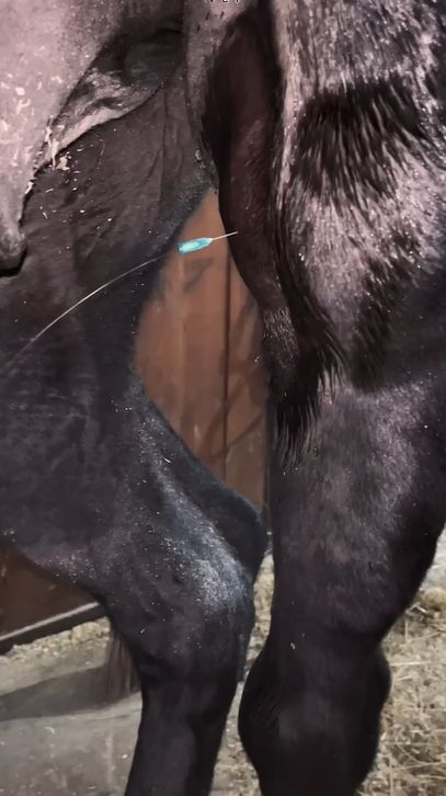 Что происходит при воспалении суставов у лошади и при чем здесь цитокины?