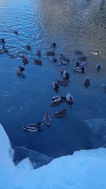 Утки на Яузе, мороз -17, 30-01-2026 часть 2
